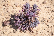 Aphyllon tuberosum - Calflora