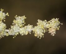 Atriplex torreyi var. torreyi - Calflora