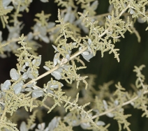 Atriplex torreyi var. torreyi - Calflora