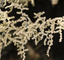 Atriplex torreyi - Calflora