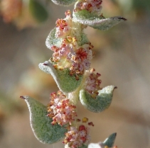 Atriplex parryi - Calflora