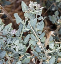Atriplex torreyi - Calflora