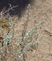 Atriplex parryi - Calflora