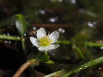 Ranunculus lobbii - Calflora