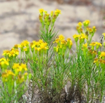 Senecio blochmaniae - Calflora