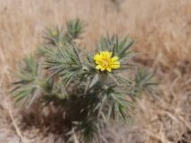 Centromadia fitchii - Calflora