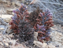 Aphyllon tuberosum - Calflora
