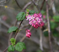 Ribes sanguineum var. glutinosum - Calflora