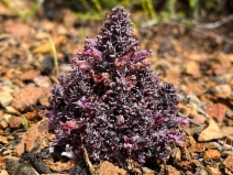 Aphyllon tuberosum - Calflora