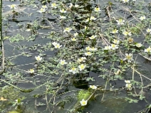 Ranunculus lobbii - Calflora