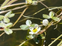 Ranunculus lobbii - Calflora