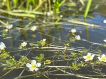 Ranunculus lobbii - Calflora