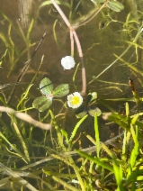 Ranunculus lobbii - Calflora