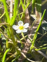Ranunculus lobbii - Calflora