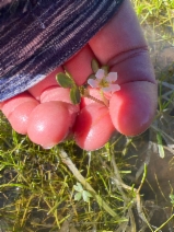 Ranunculus lobbii - Calflora