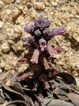 Aphyllon tuberosum - Calflora