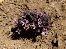 Aphyllon tuberosum - Calflora