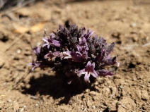 Aphyllon tuberosum - Calflora